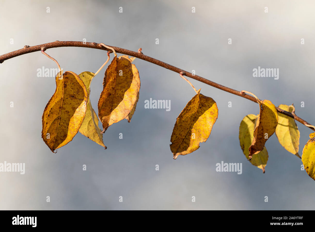 Bright yellow dead autumnal leaves of Actinidia arguta Issai (Hardy ...