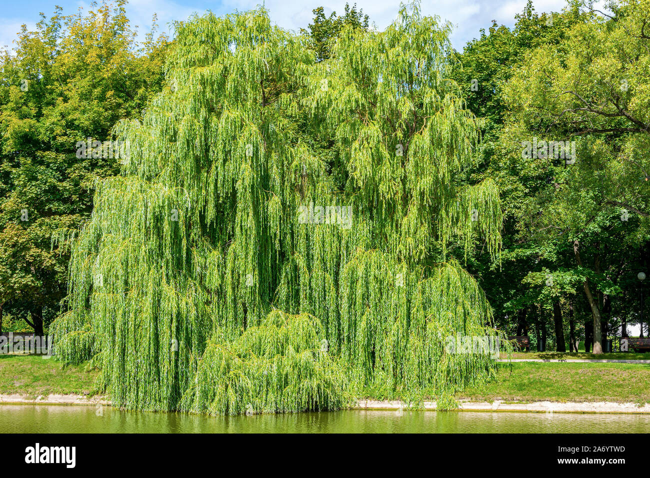Weeping willow on the Bank of the big Novodevichy pond, Moscow, Russia ...