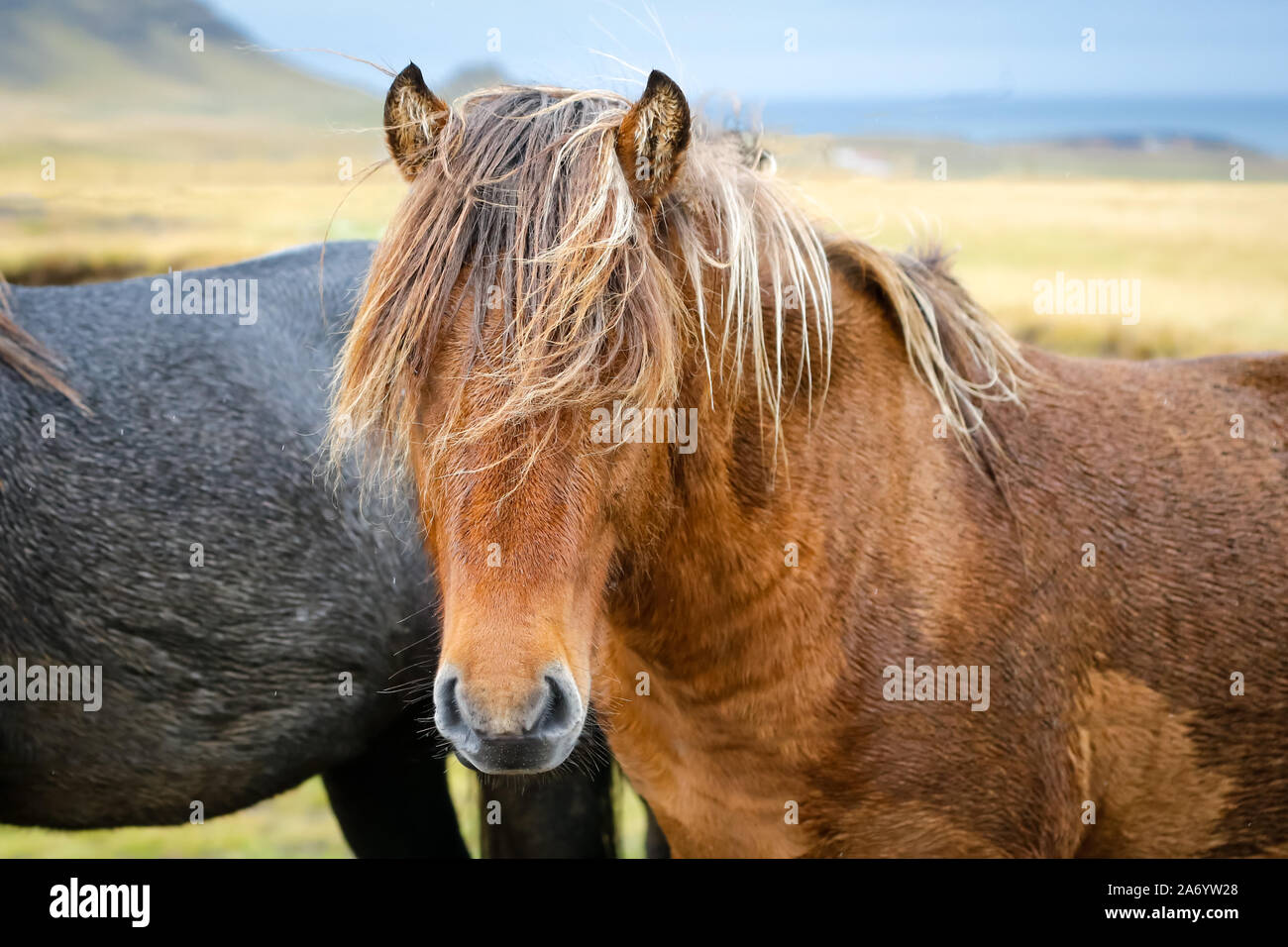 Silver Colored Horse
