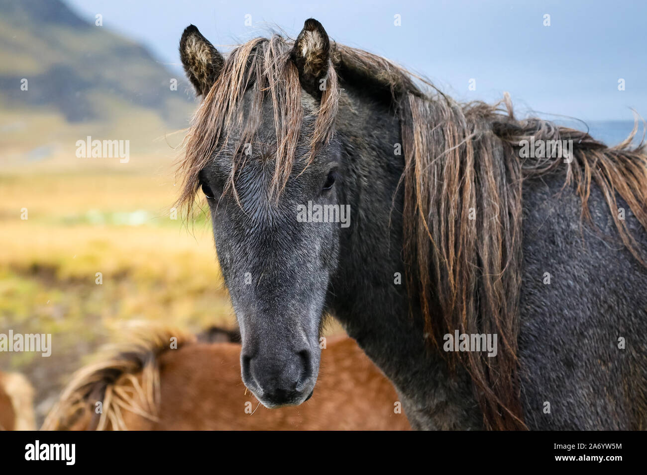 Blue Roan Horse Running