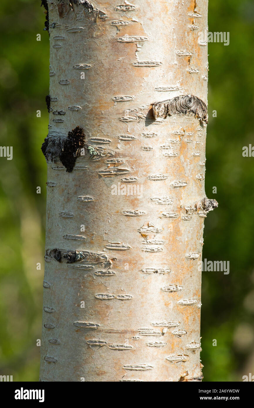 Close up of trunk of mountain birch Stock Photo - Alamy