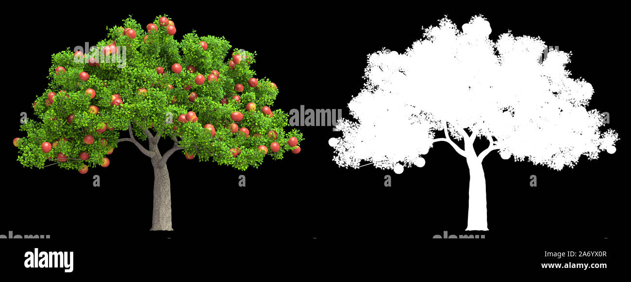 red apple tree isolated with mask for easy isolation from background ...