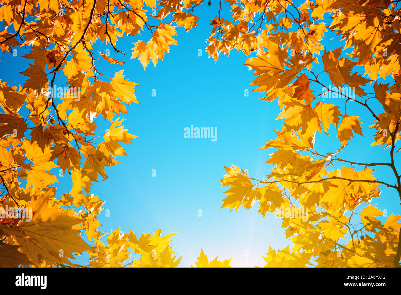 maple branches in autumn forest Stock Photo - Alamy