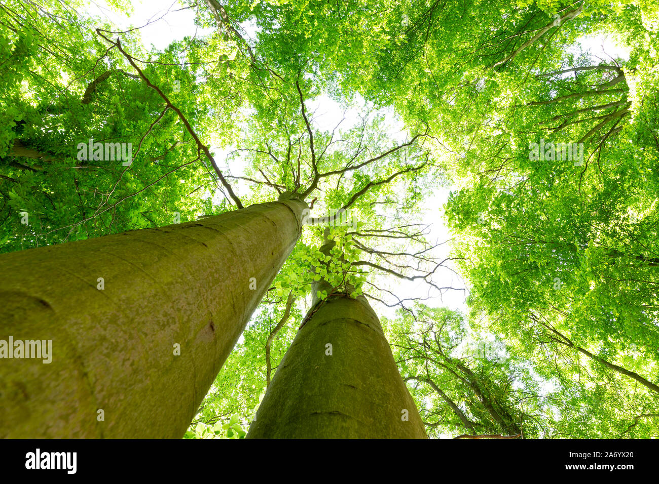 Magnificent glowing green tree crowns for the Season of spring Stock ...