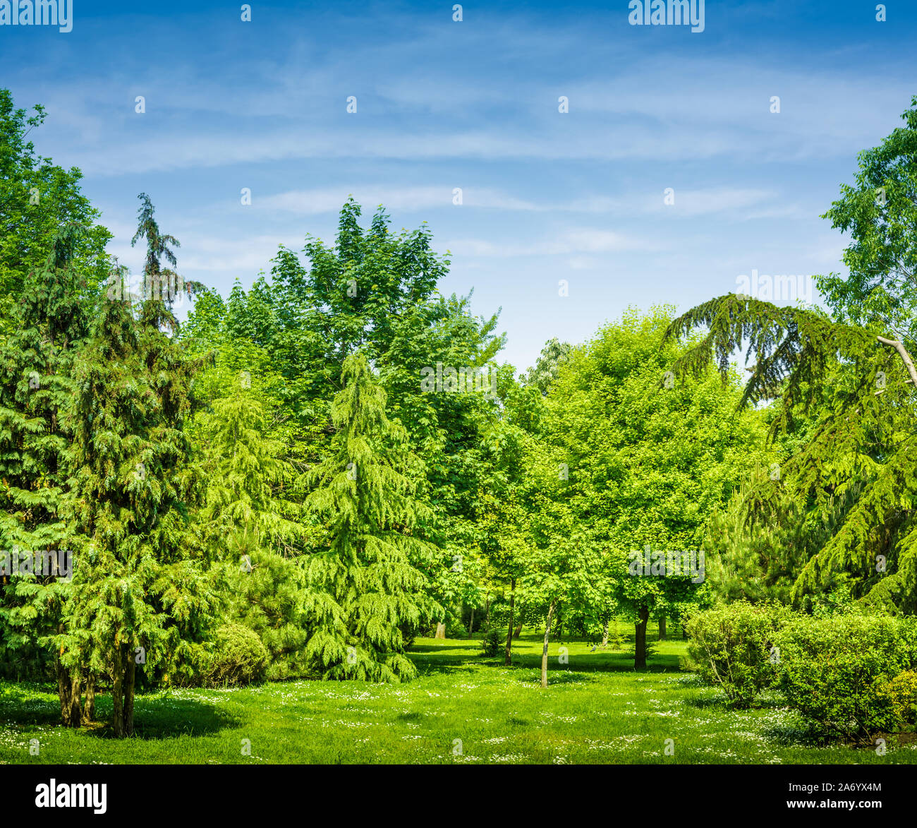 backyard and garden with manu trees and grass on lawn Stock Photo - Alamy