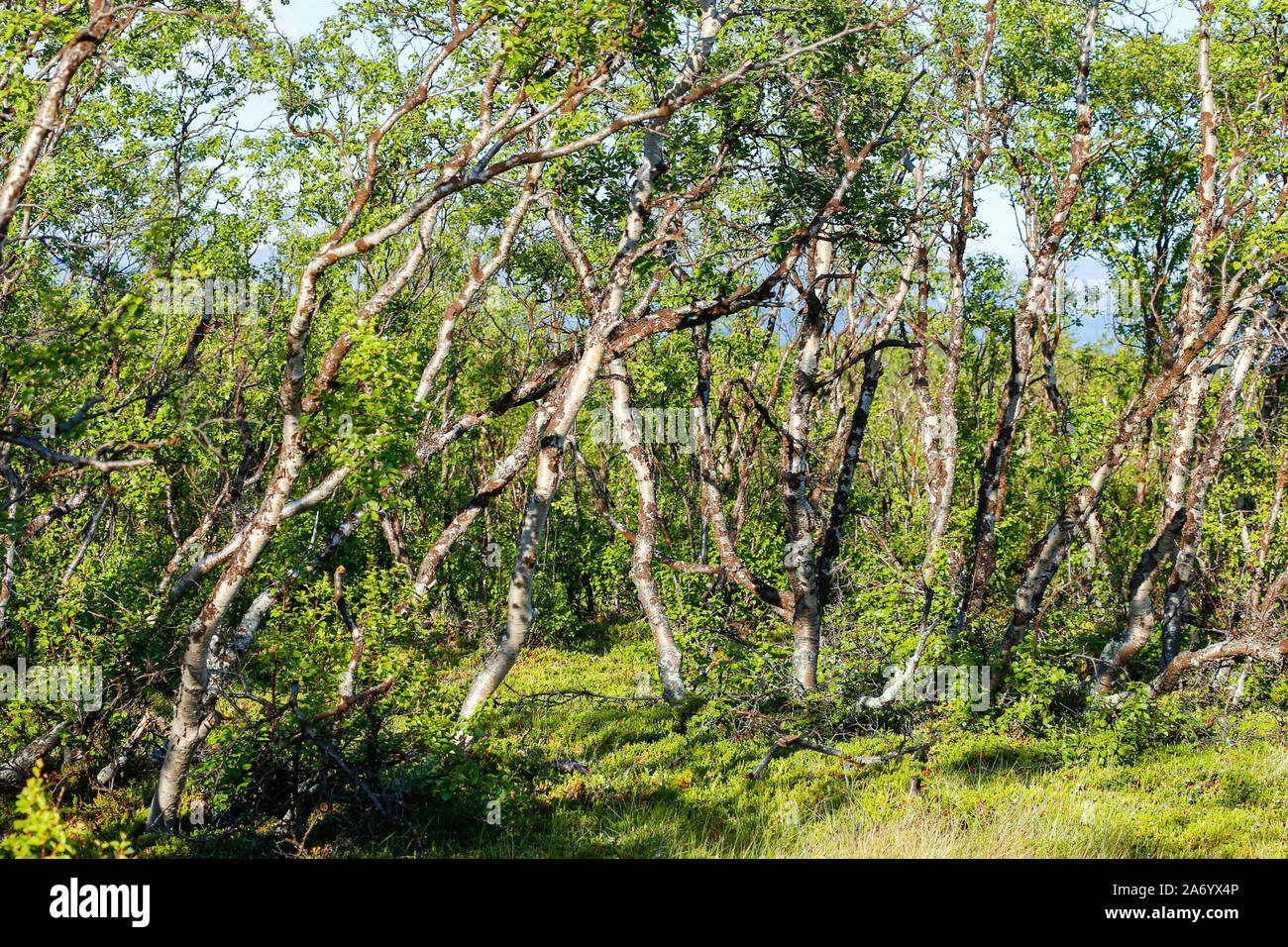Contorted hi-res stock photography and images - Alamy