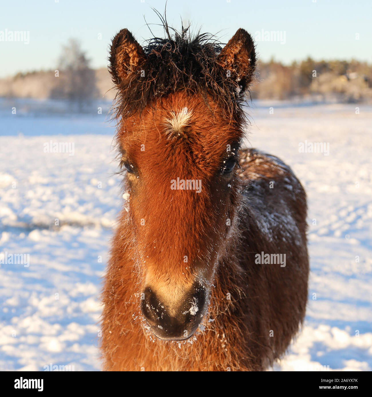 Horse Star Marking High Resolution Stock Photography and Images - Alamy