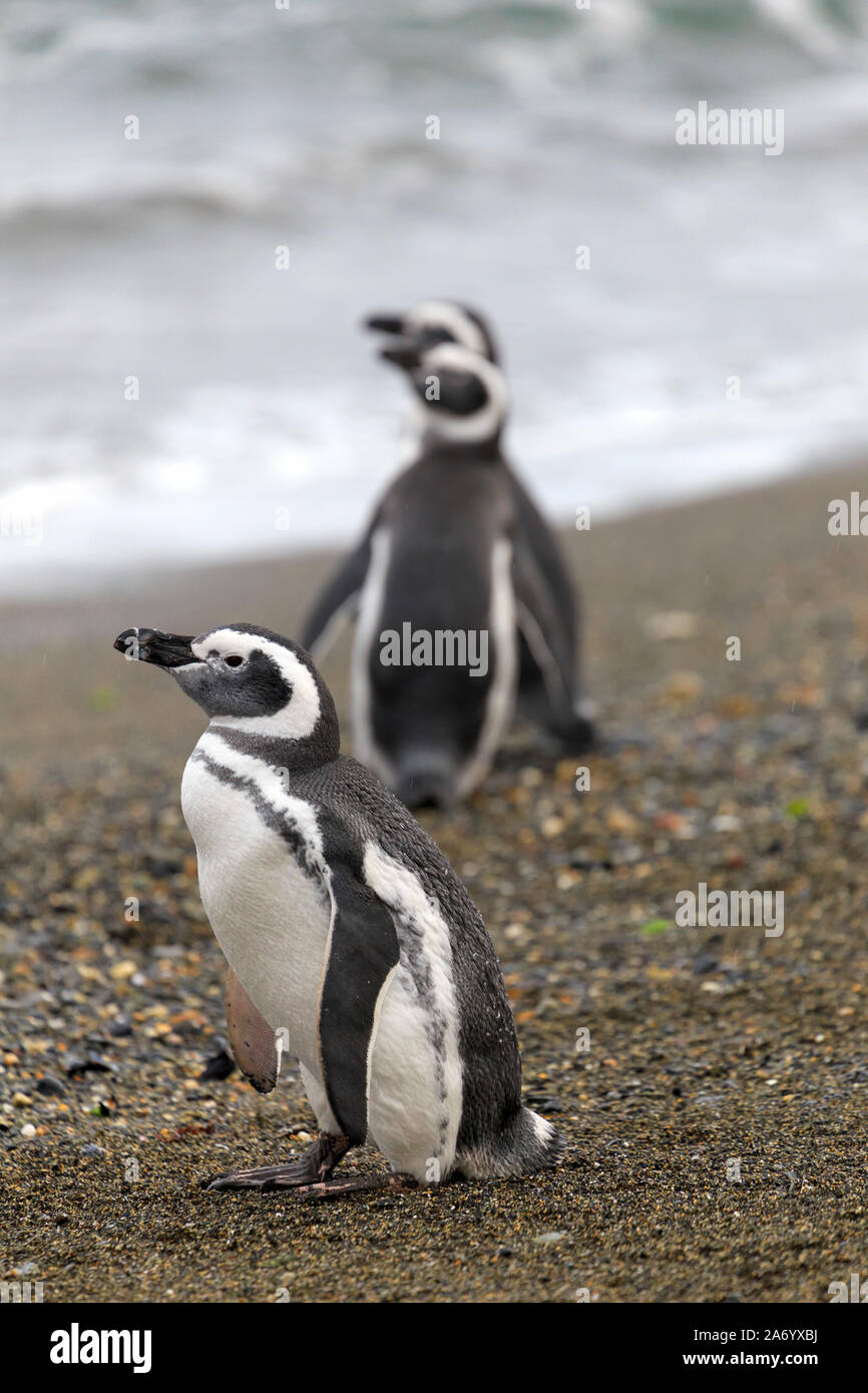 Argentina, Tierra del Fuego, Ushuaia, Isla Martillo, Magellanic ...