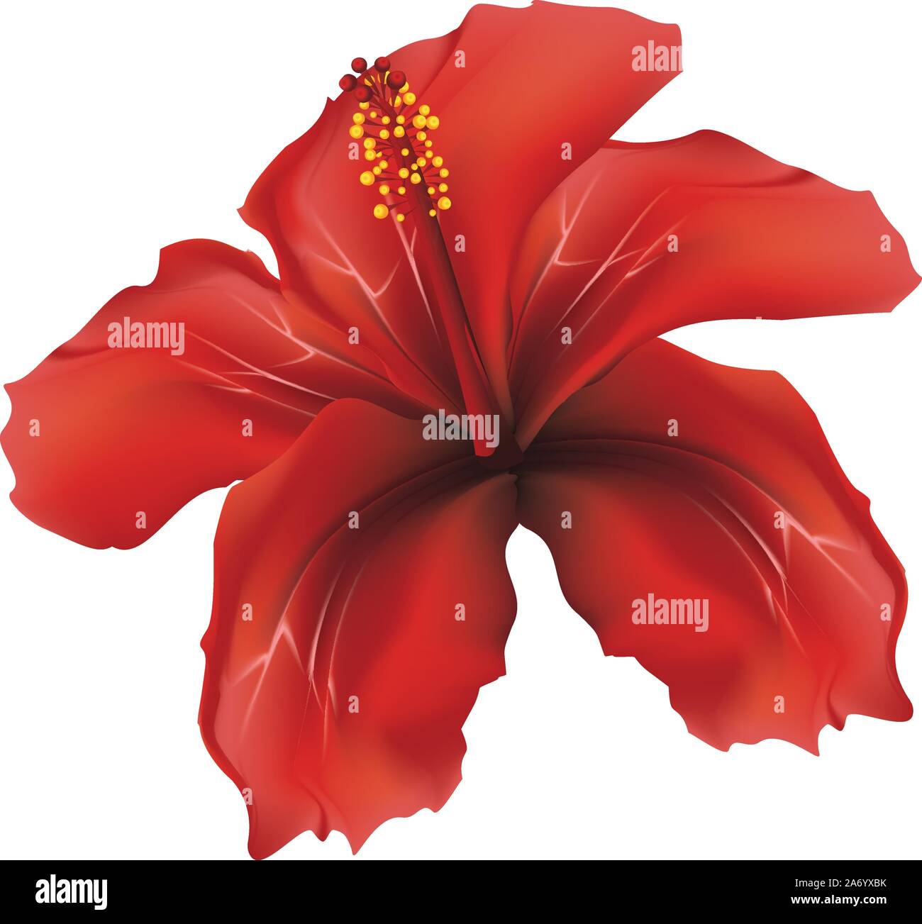 Red hibiscus stigma Stock Vector Images - Alamy