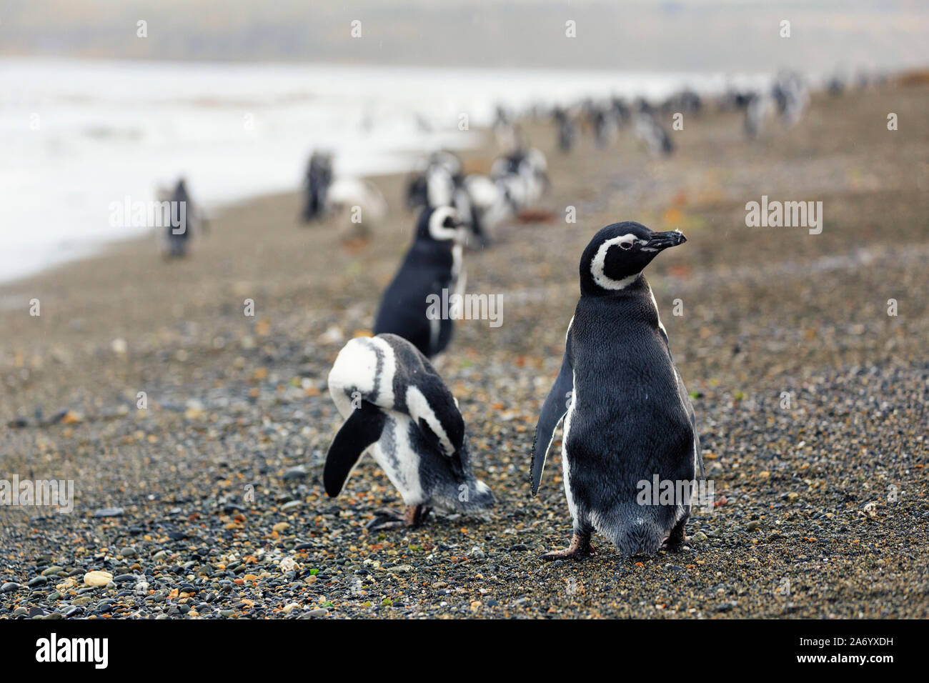Argentina, Tierra del Fuego, Ushuaia, Isla Martillo, Magellanic ...