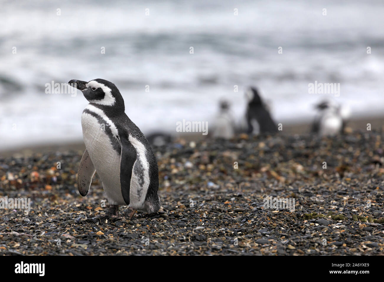 Argentina, Tierra del Fuego, Ushuaia, Isla Martillo, Magellanic ...