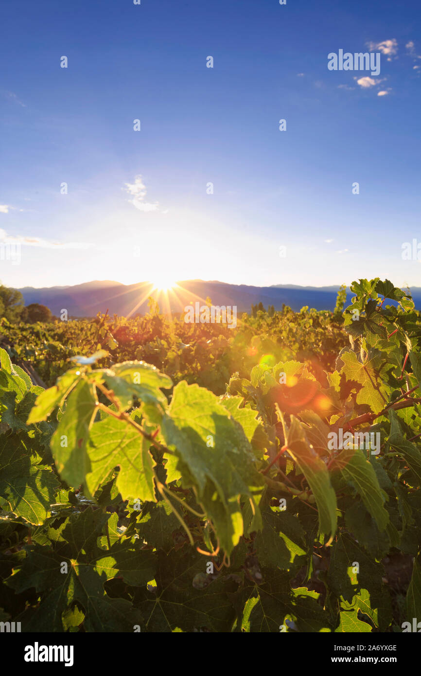 Torrontes and argentina hi-res stock photography and images - Alamy