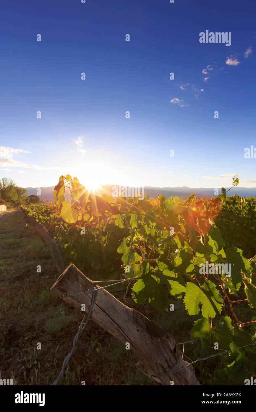 Torrontes and argentina hi-res stock photography and images - Alamy