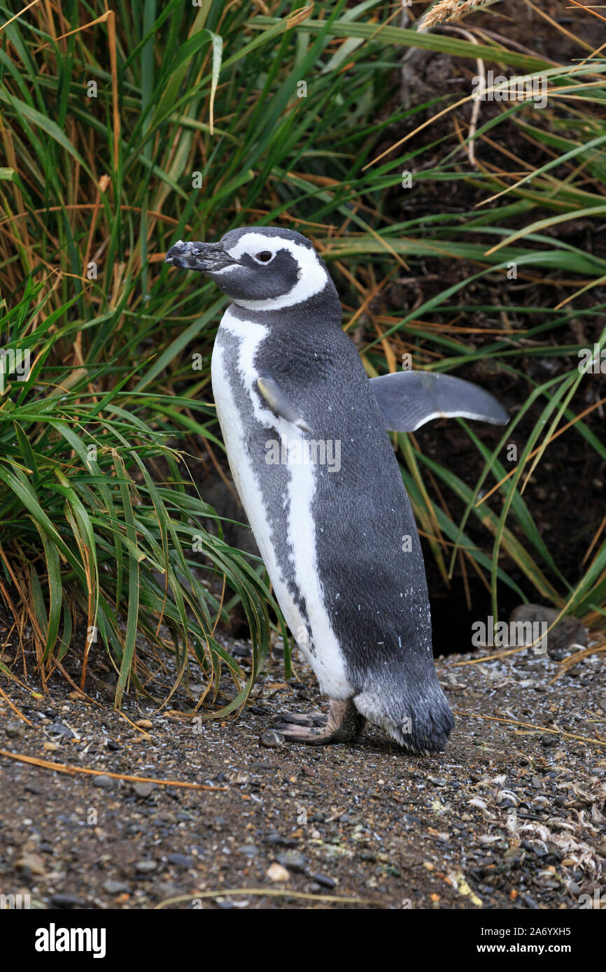 Argentina, Tierra del Fuego, Ushuaia, Isla Martillo, Magellanic ...