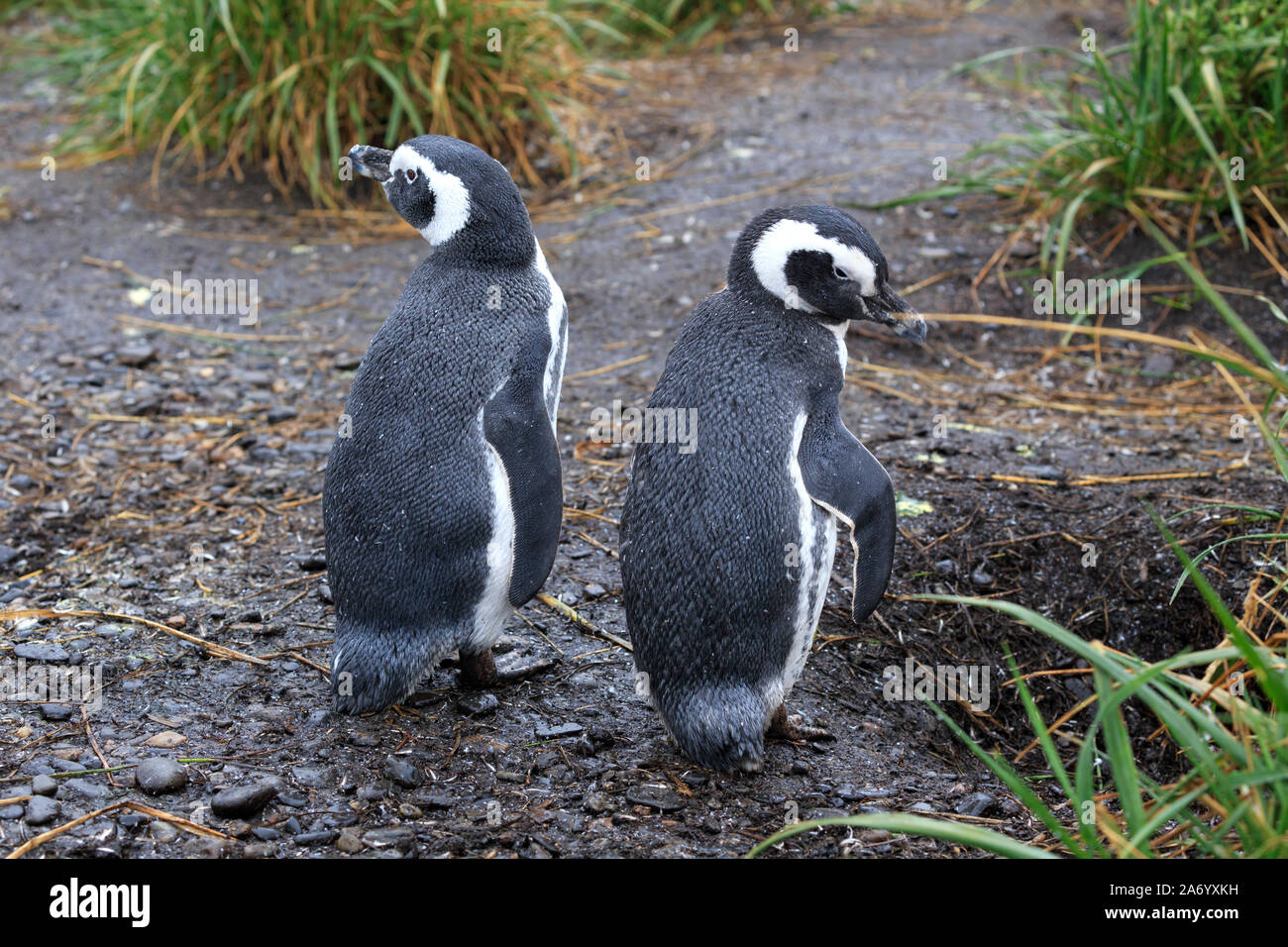 Argentina, Tierra del Fuego, Ushuaia, Isla Martillo, Magellanic ...