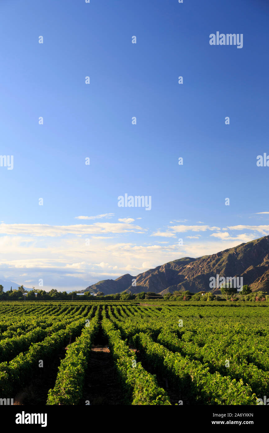Torrontes and argentina hi-res stock photography and images - Alamy