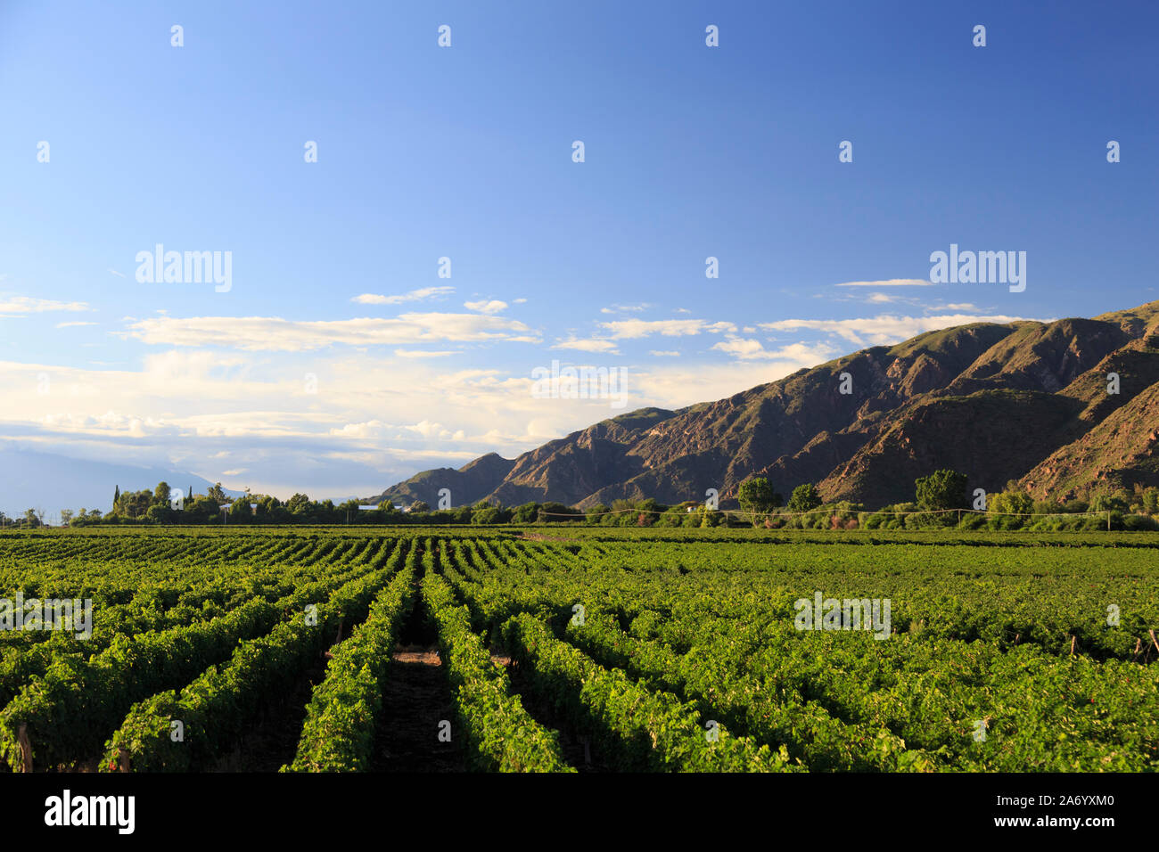 Torrontes and argentina hi-res stock photography and images - Alamy