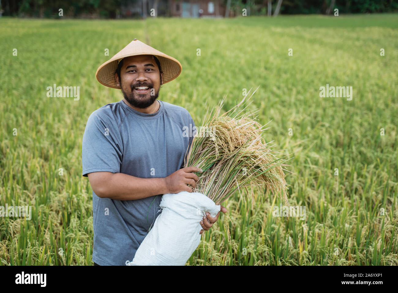 happy farmer after harvesting his rice in the field smiling Stock Photo ...