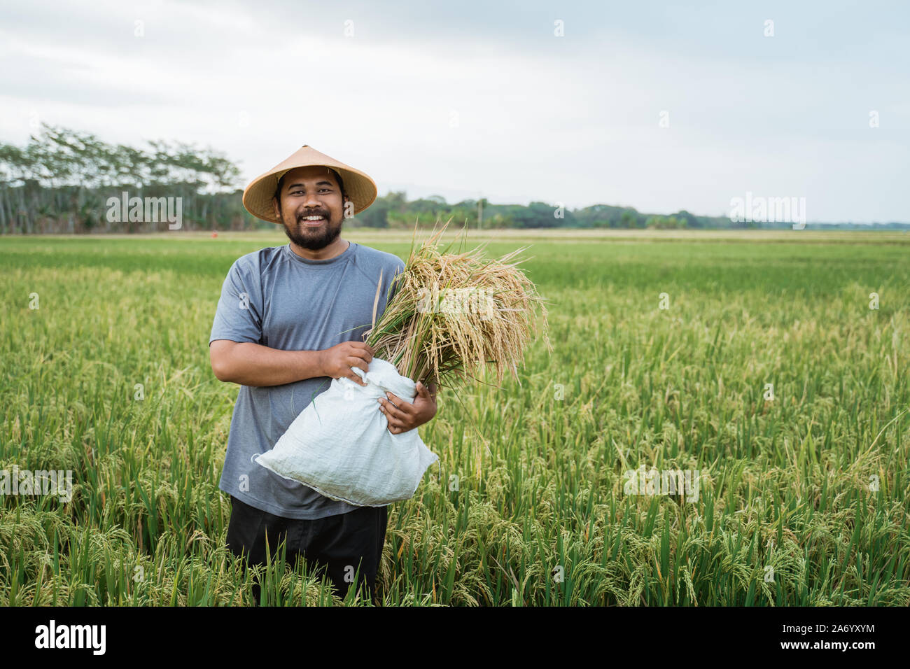 smile asian farmer holding paddy rice grain Stock Photo - Alamy