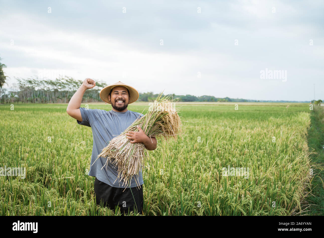 excited rice farmer during harvest season Stock Photo - Alamy