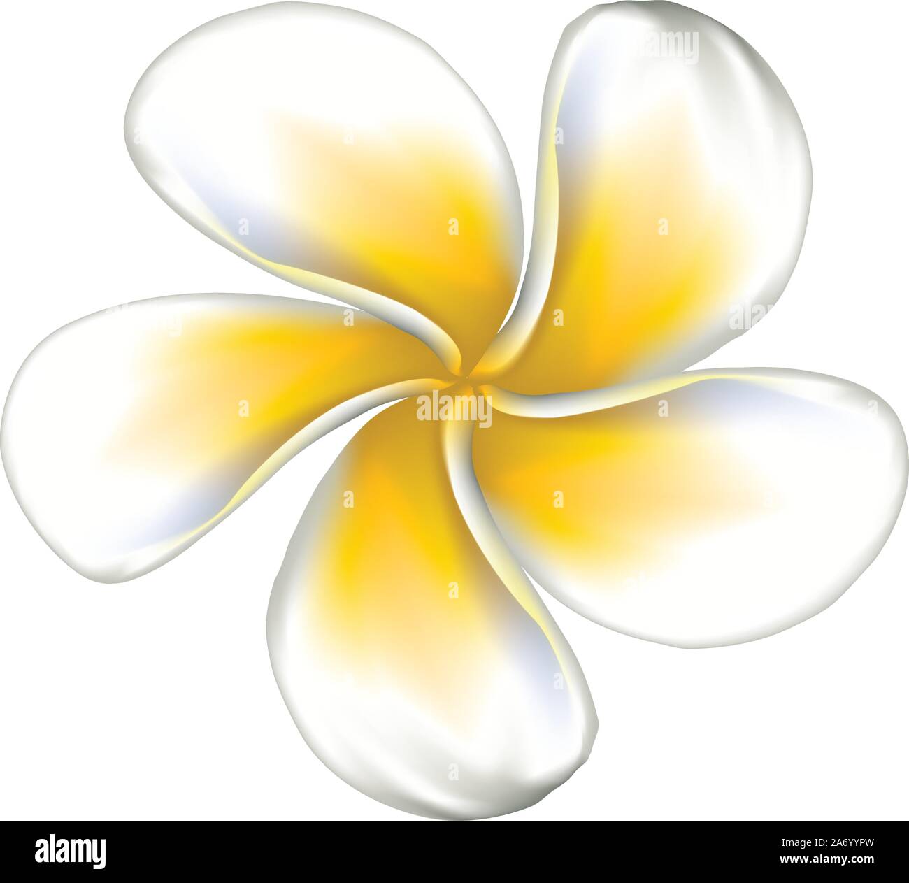 Plumeria, frangipani tropical flower illustration on white background ...