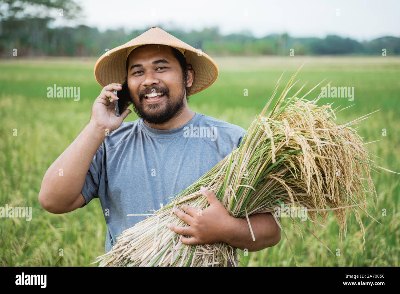 asian farmer making a phone call while holding rice grain Stock Photo ...