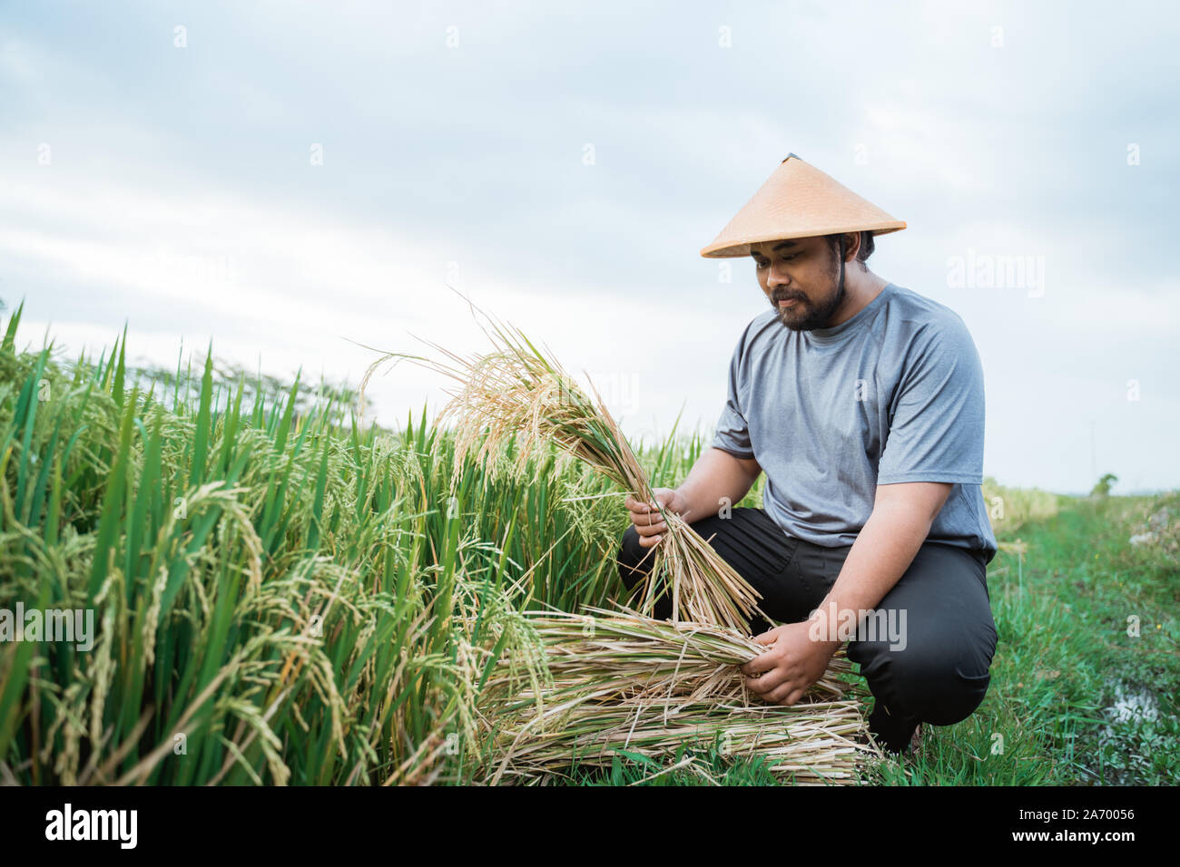 farmer counting his rice grain while harvesting Stock Photo - Alamy