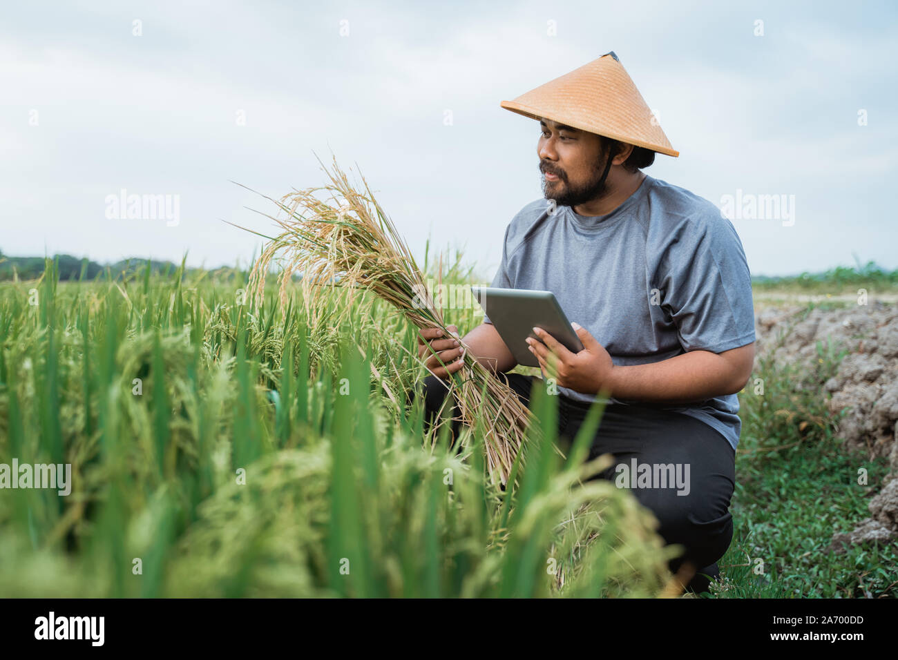 farmer using smart technology gadget for agriculture Stock Photo - Alamy