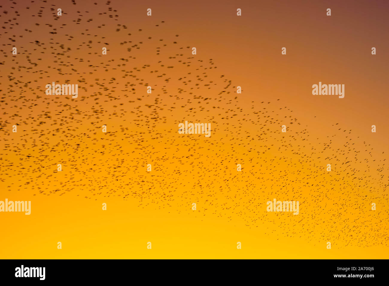 Flock birds silhouette fly twilight hi-res stock photography and images ...