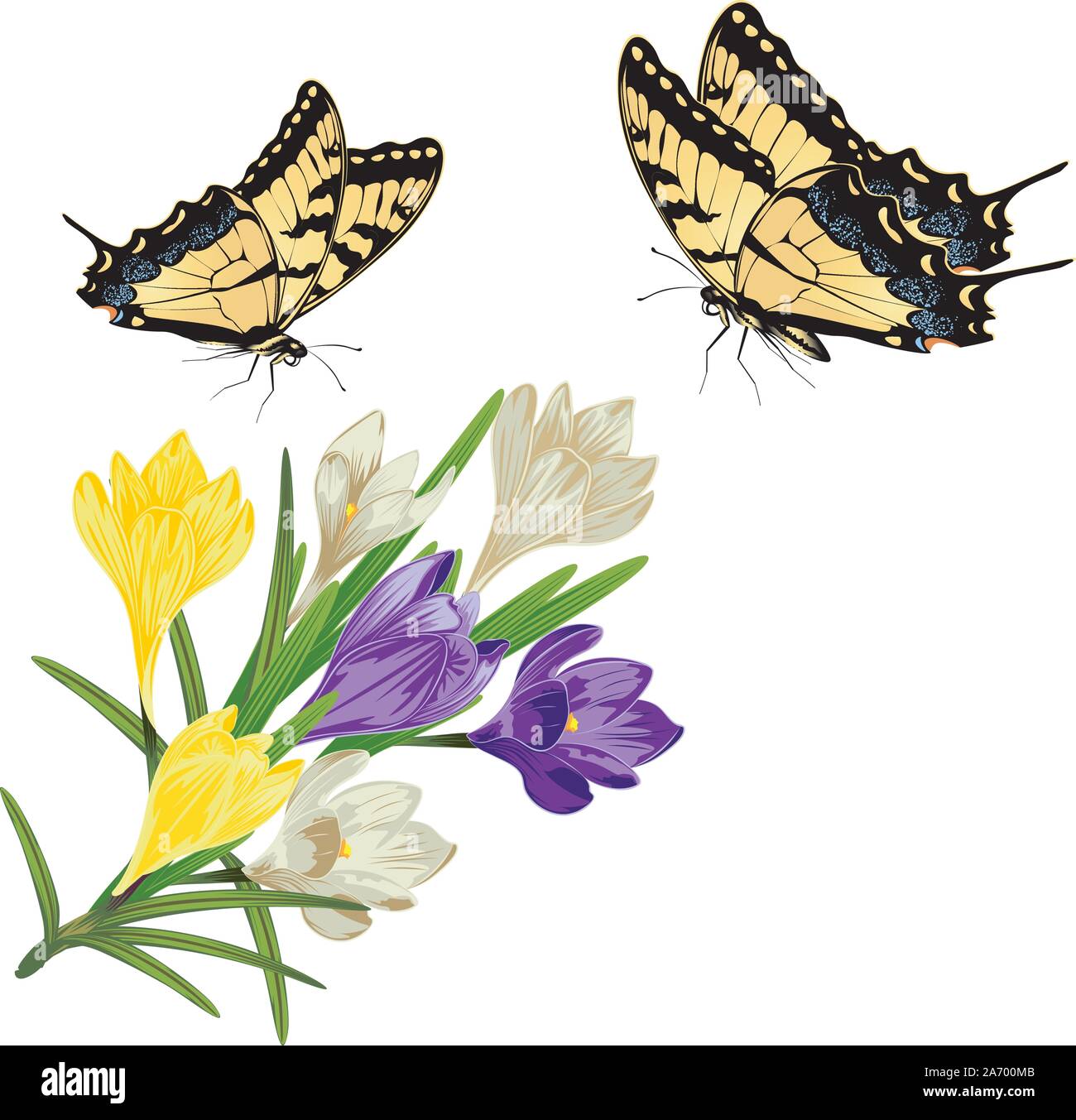 Spring flowers, colorful blooming crocus or saffron design Stock Vector ...