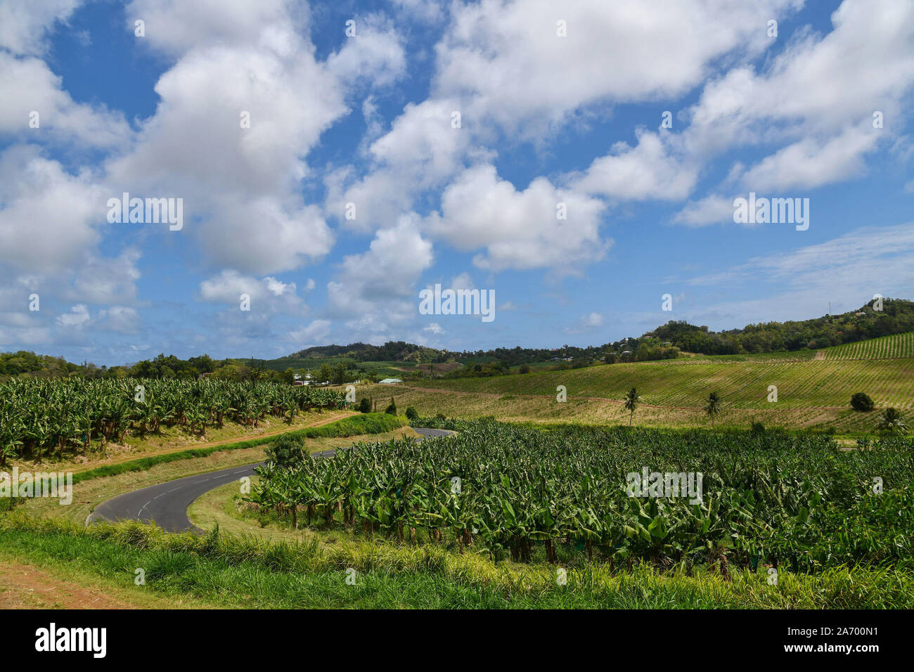 Martinique, banana plantations in the surrounding area of Le Francois ...