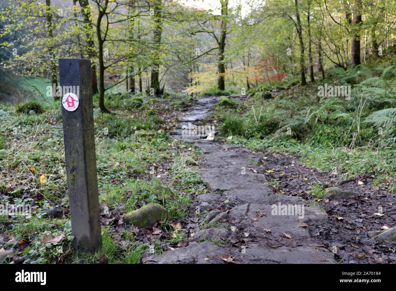 National Trust Forest Stock Photo - Alamy