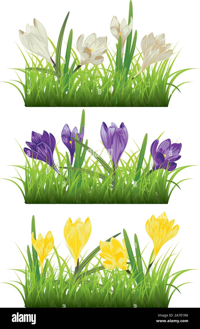 Spring flowers, colorful blooming crocus with green grass design Stock ...