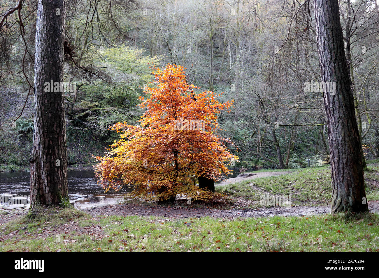 Autumn in the forest Stock Photo - Alamy