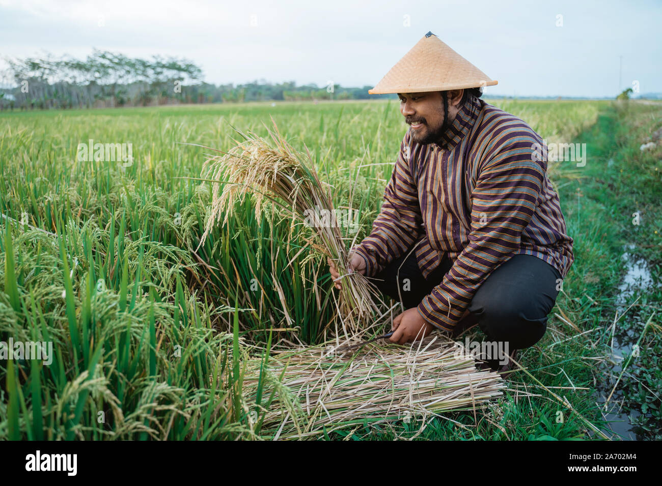 indonesian farmer checking rice grain quality in the field Stock Photo ...