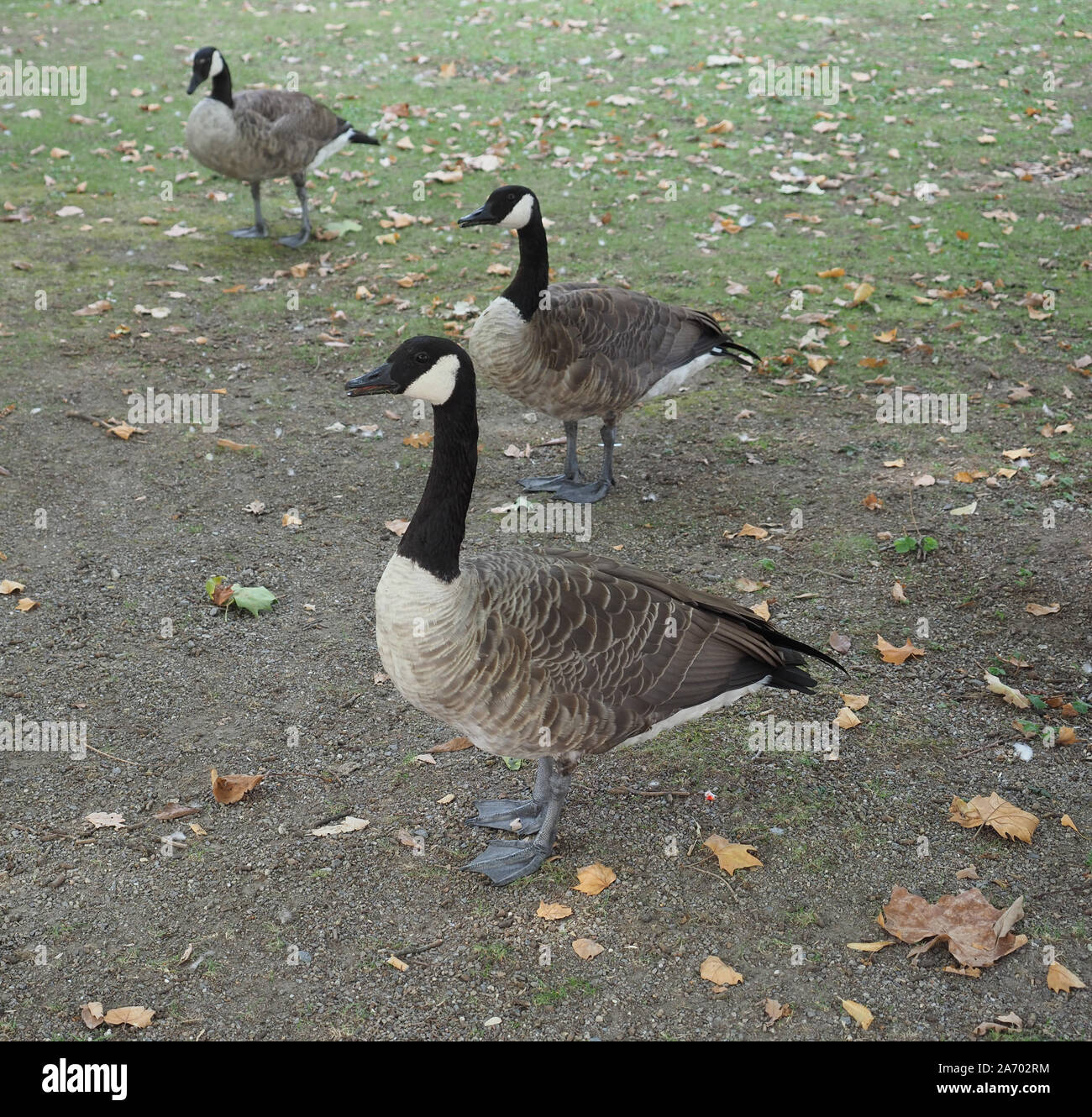 Canada Goose (Branta canadensis) animal of phylum Chordata, clade ...
