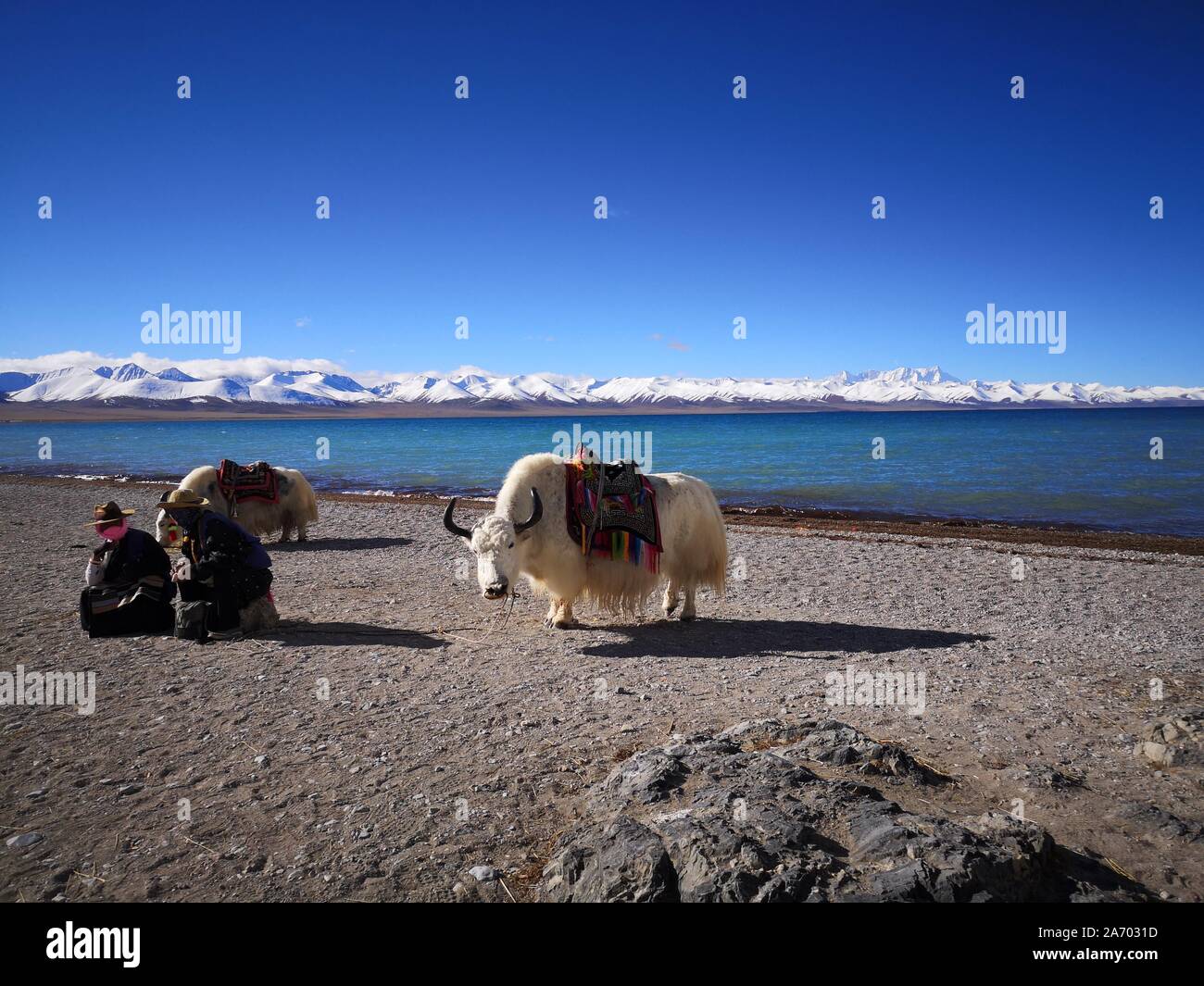 White yak ant its owner in Namtso lake, Tibet. Namtso is the largest lake in the Tibet ...