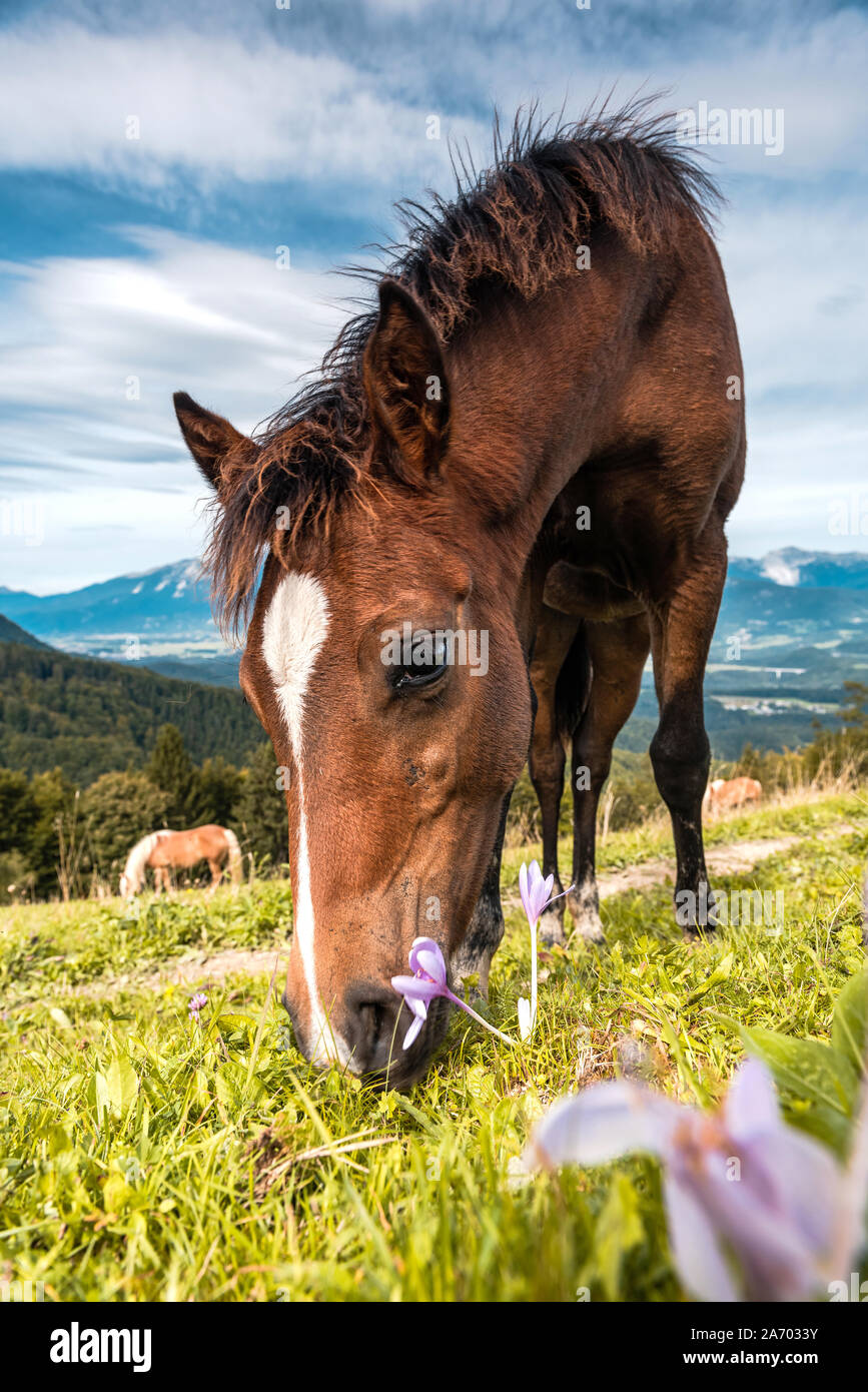 Horse Grazing on Green Pasture and Wild Flowers. Close Up Portrait ...