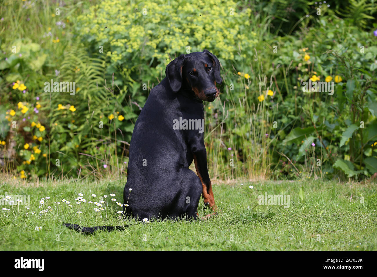 Doberman sitting back hi-res stock photography and images - Alamy