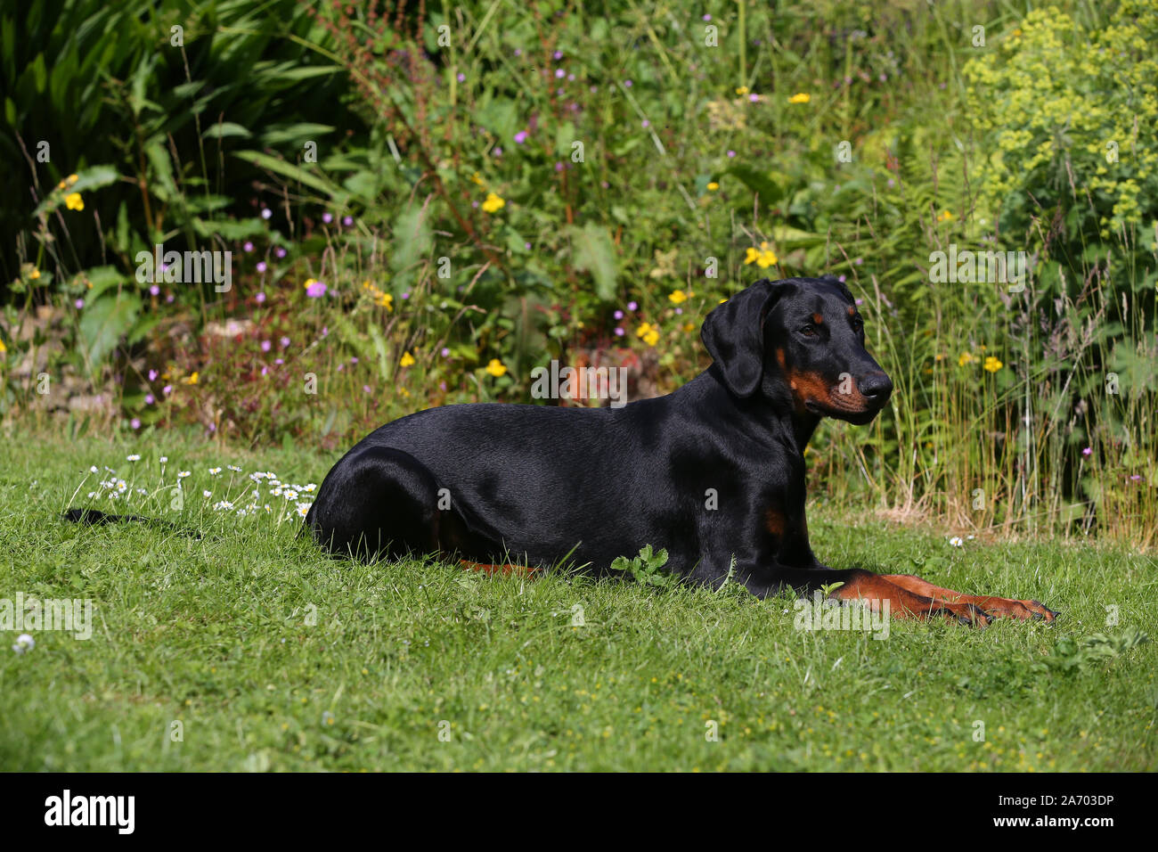 Doberman Pincher High Resolution Stock Photography and Images - Alamy