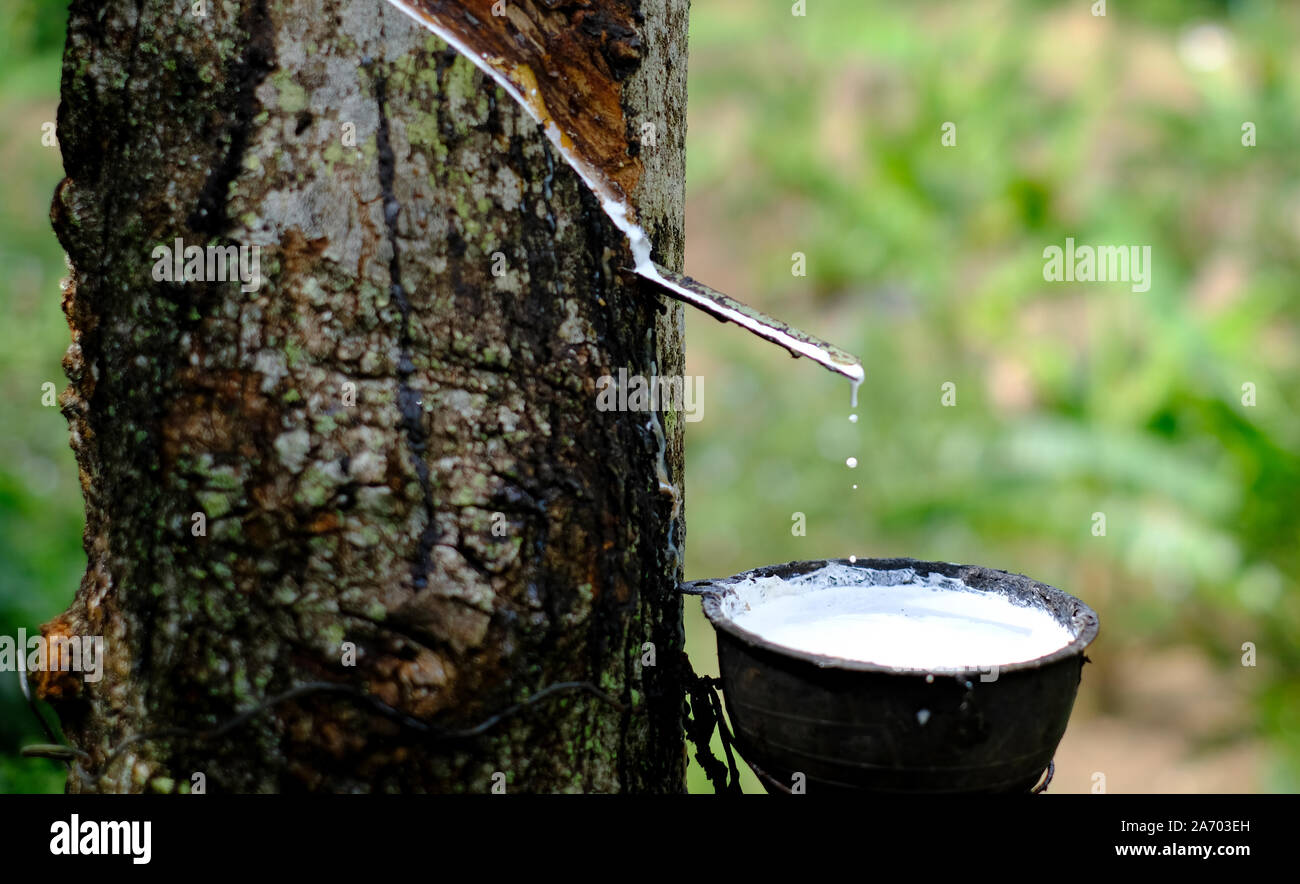 Fresh milky Latex flows into a plastic bowl in from para rubber tree ...
