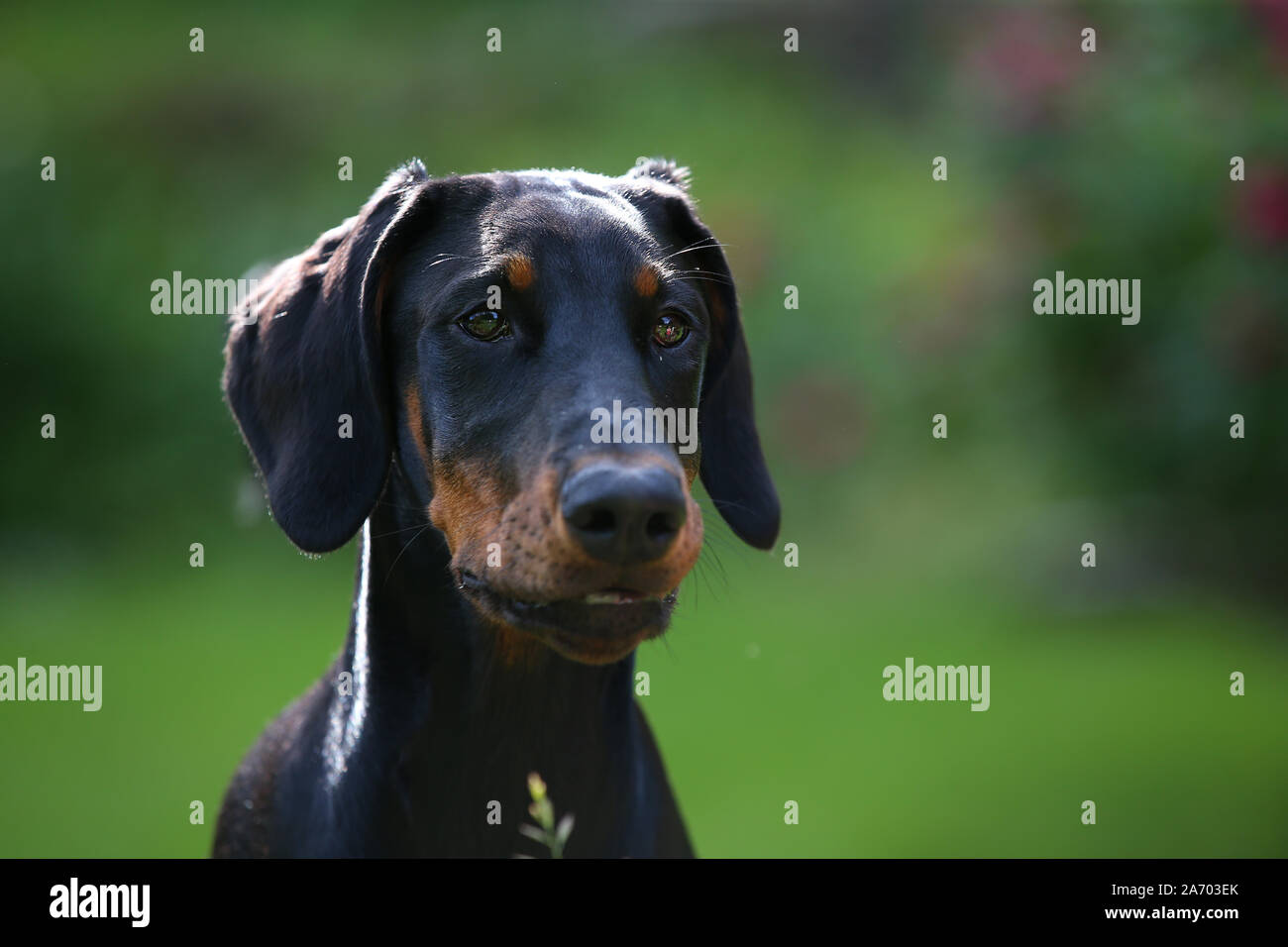 Dobermann pincher hi-res stock photography and images - Alamy