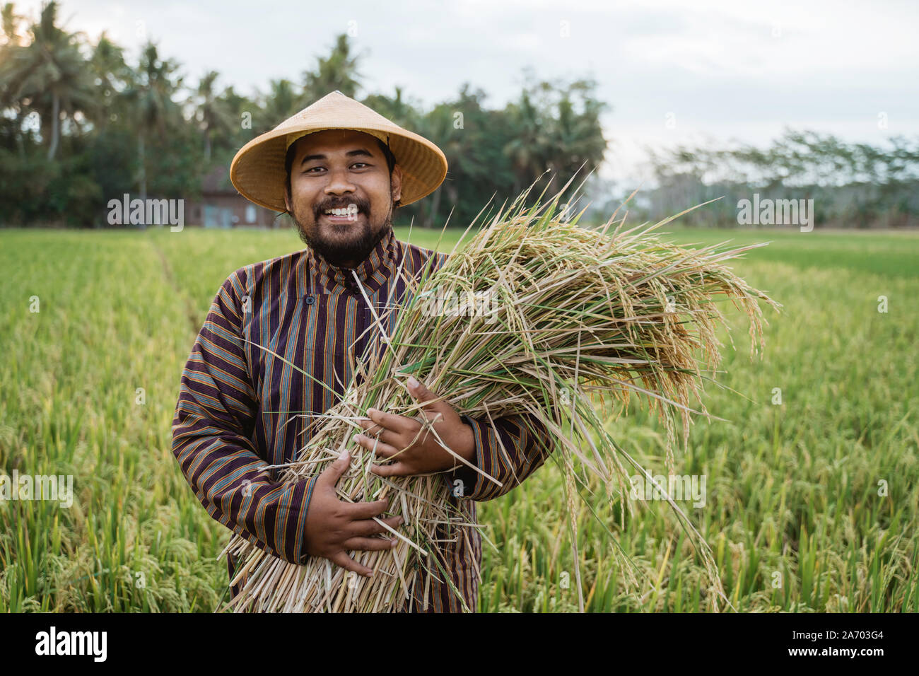 smile asian farmer holding paddy rice grain Stock Photo - Alamy