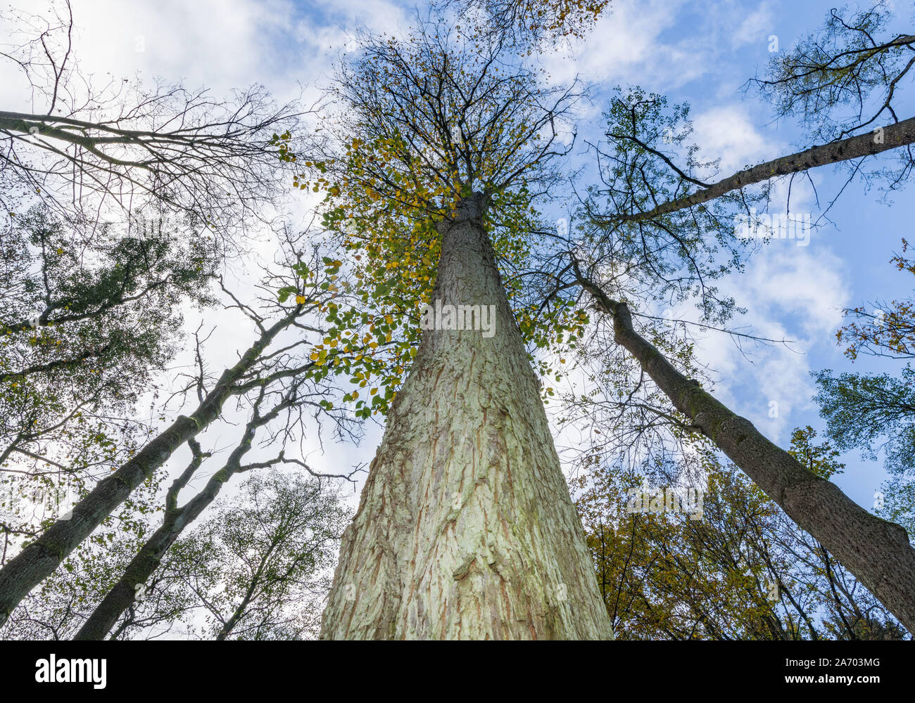 Flutter elm tree hi-res stock photography and images - Alamy