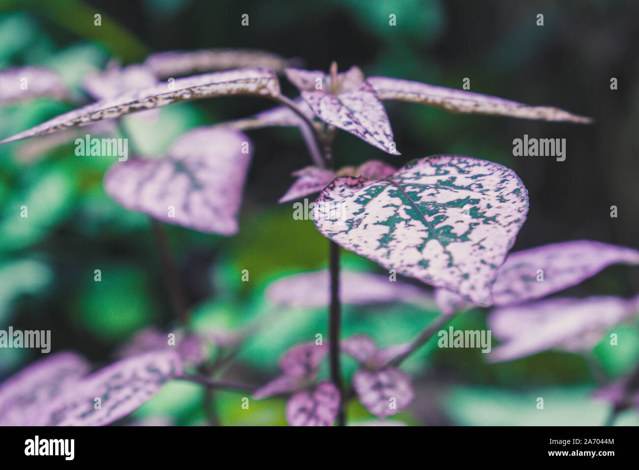 Rainforest color icon exotic hi-res stock photography and images - Alamy