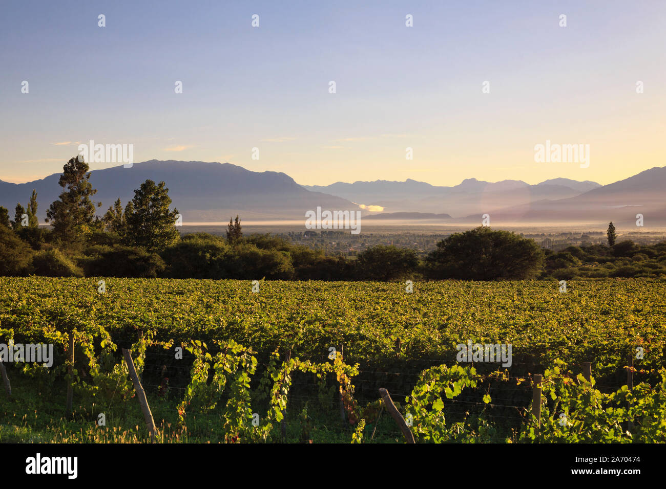 Argentina, Salta, Cafayate, Torrontes Grape Wineries at Finca de Las ...