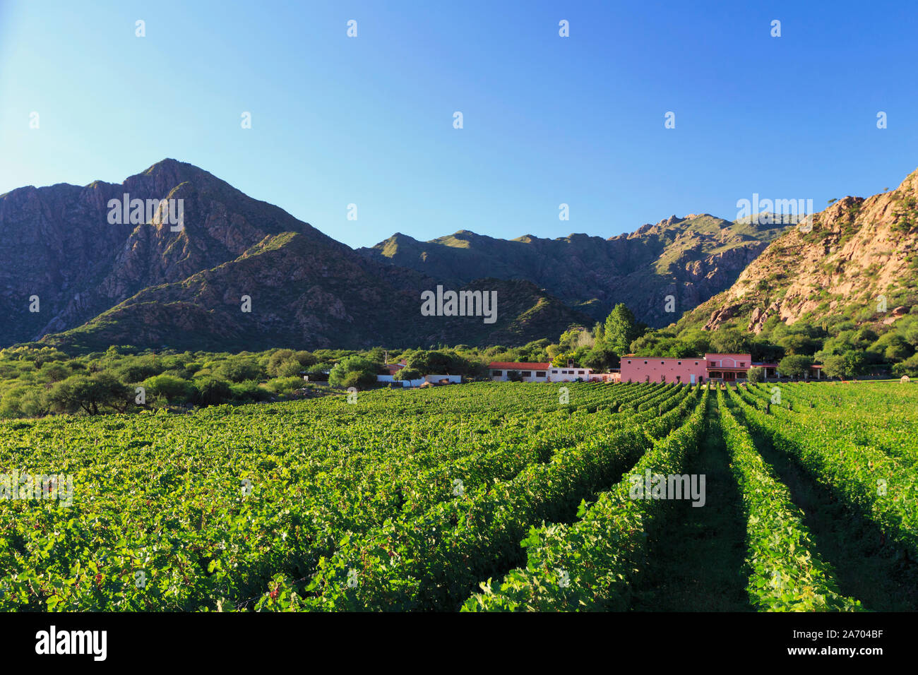 Argentina, Salta, Cafayate, Torrontes Grape Wineries at Finca de Las ...