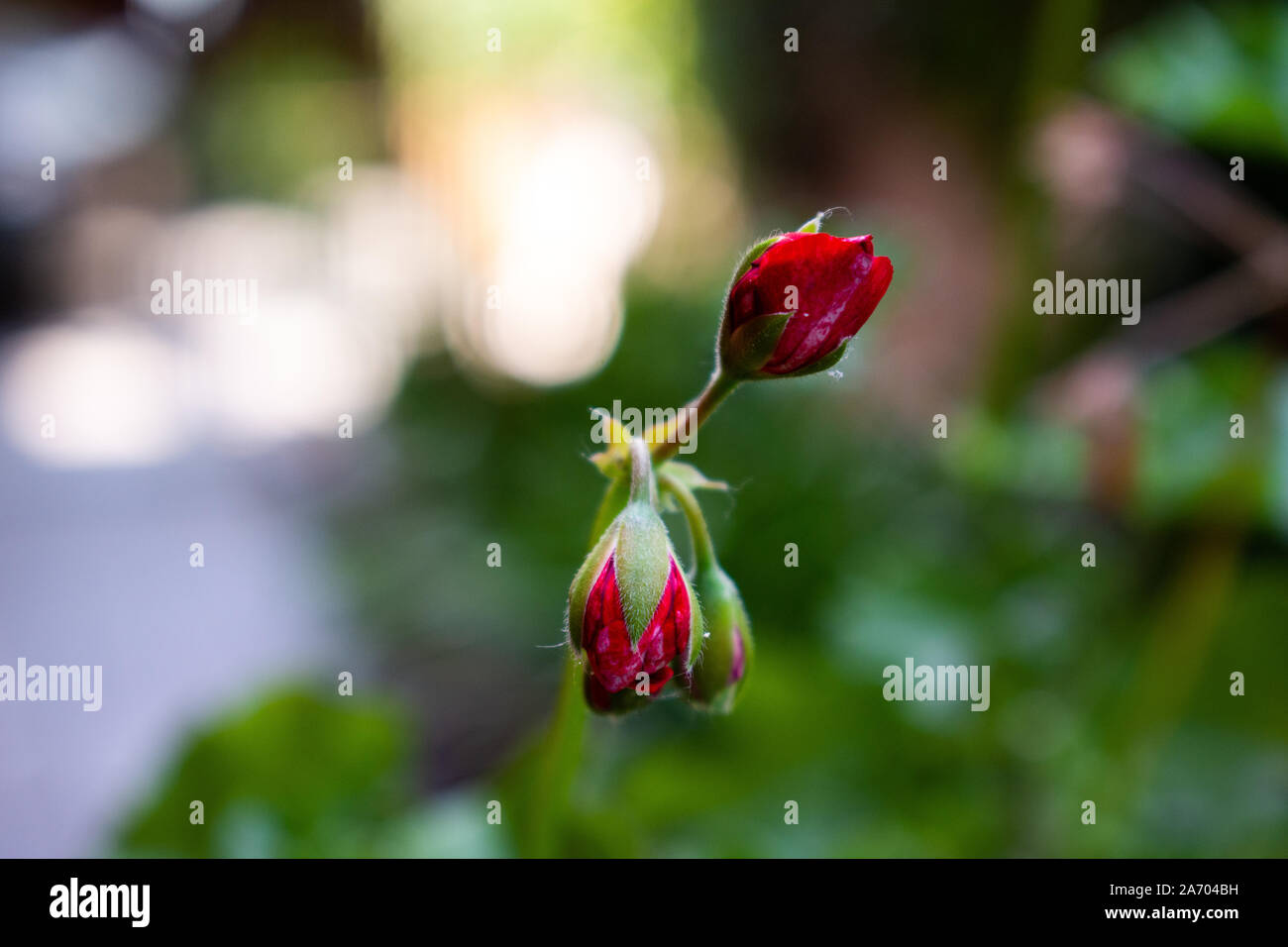 Growing red flowers Stock Photo - Alamy