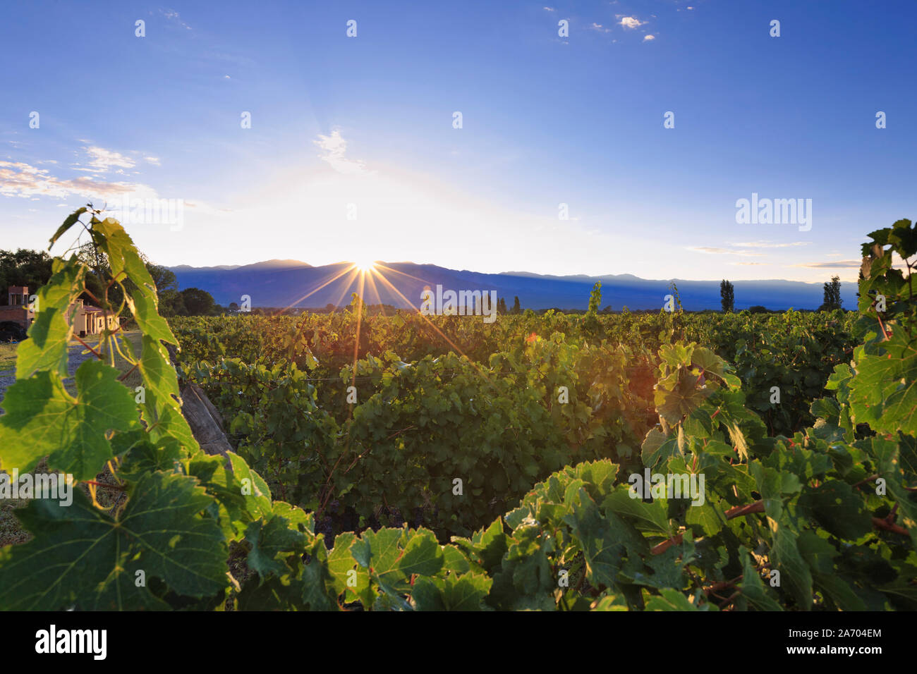 Torrontes and argentina hi-res stock photography and images - Alamy