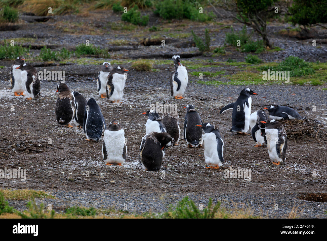 Argentina, Tierra del Fuego, Ushuaia, Isla Martillo, Gentoo Penguins ...
